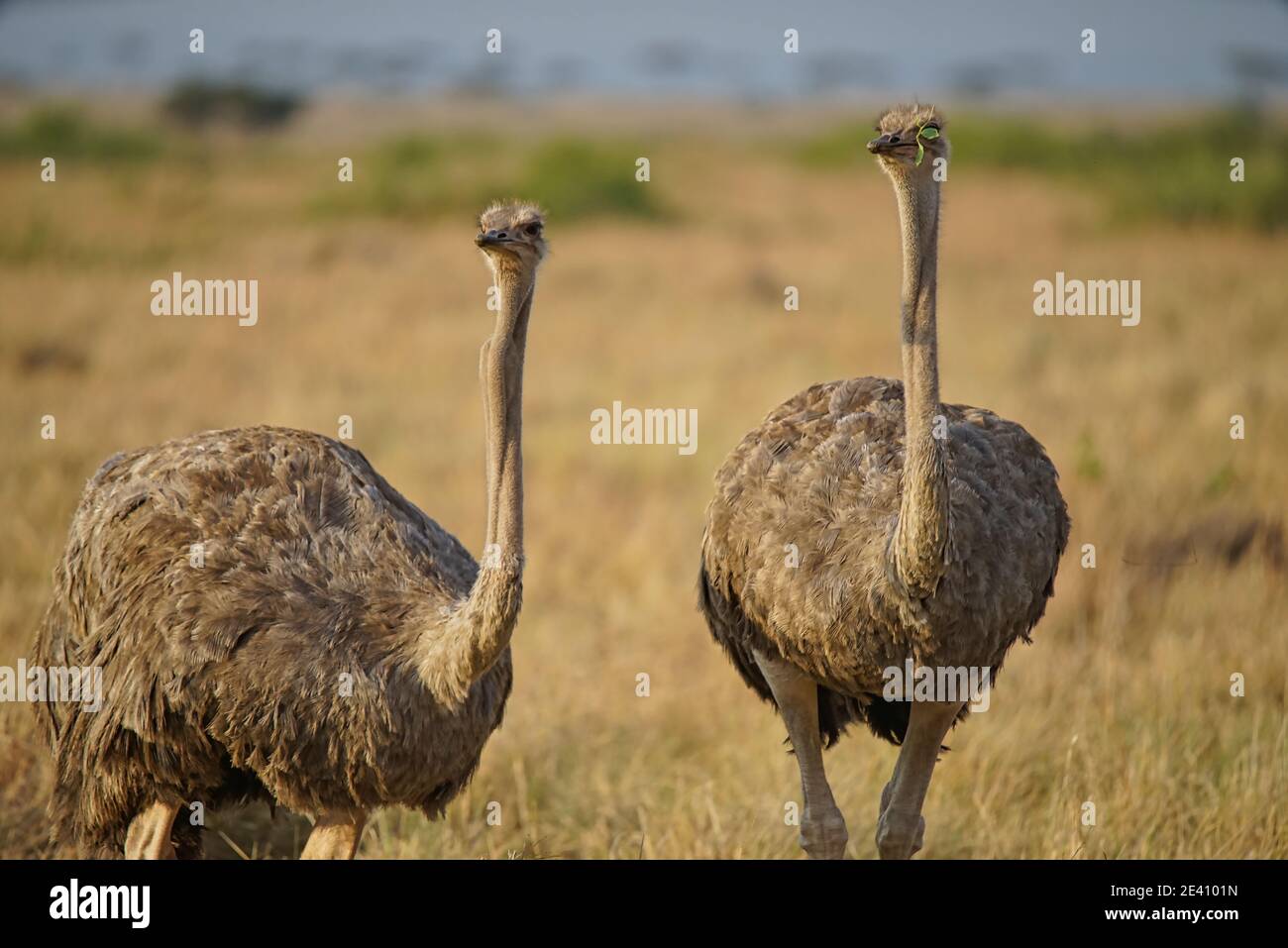 Two female ostriches are on the grass. One of the eyes was covered with ...