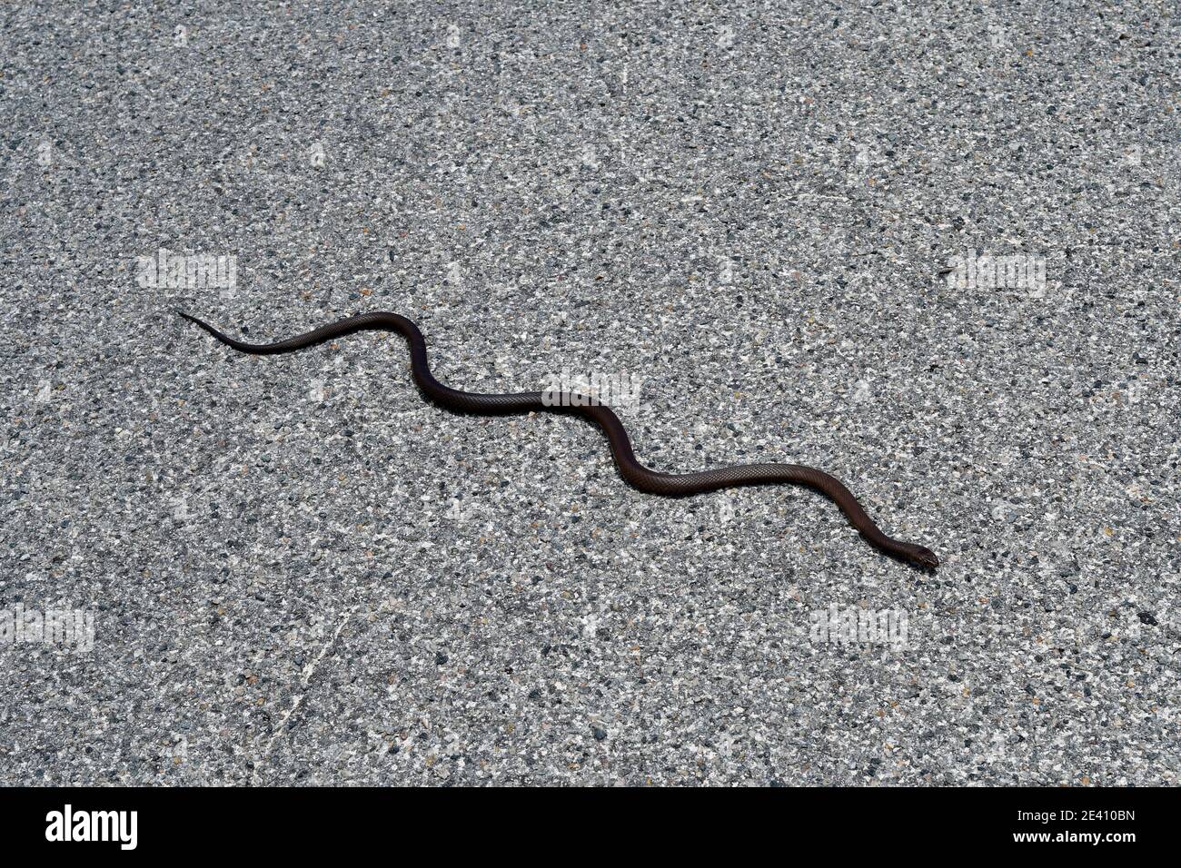 Australia, Rottnest Island Dugite snake aka Dobitj Stock Photo - Alamy