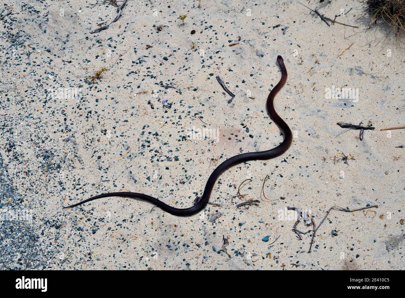 Australia, rottnest island dugite snake Stock Photo - Alamy