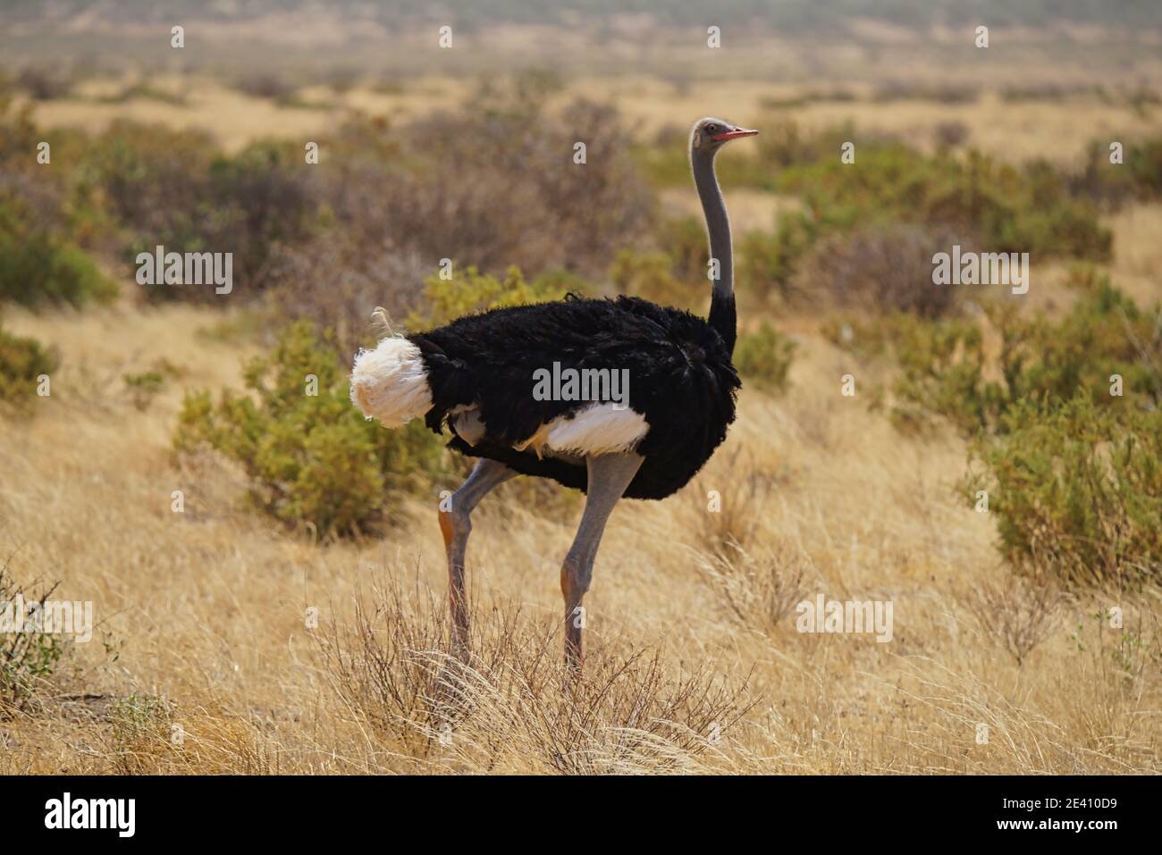 Ostrich on grassland hi-res stock photography and images - Alamy