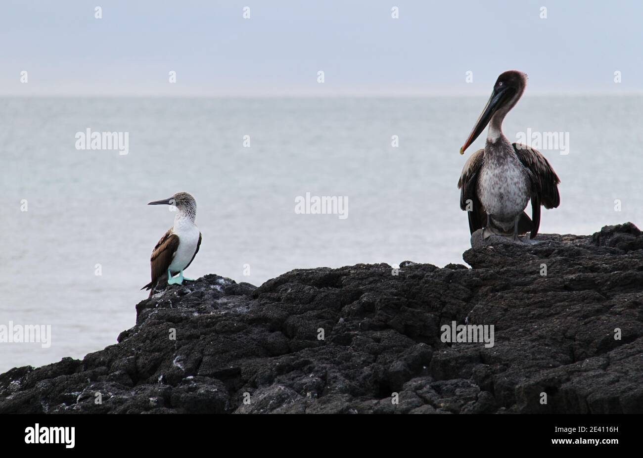 Blue Footed Bobby High Resolution Stock Photography and Images - Alamy