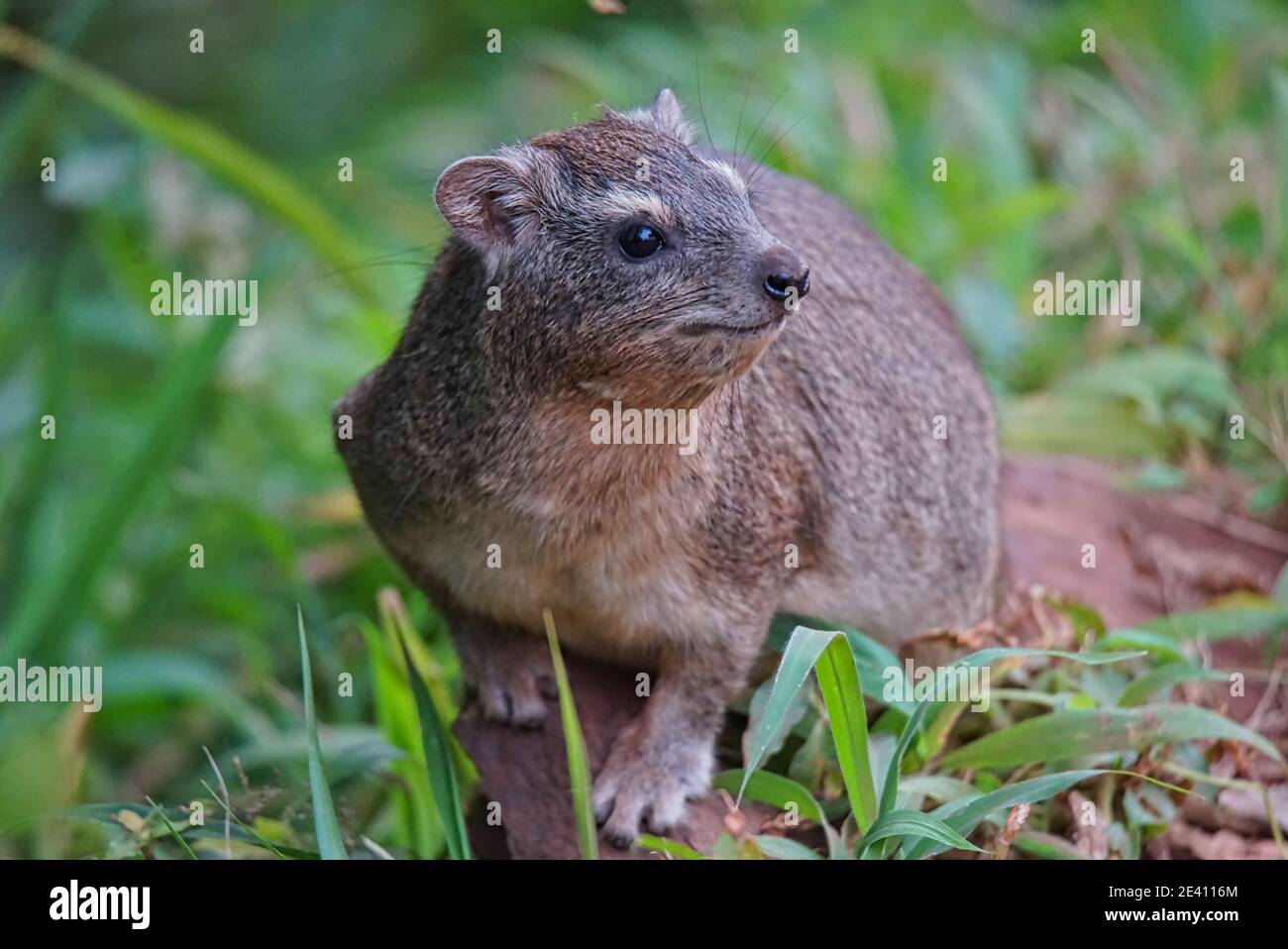 Wet mouse hi-res stock photography and images - Alamy