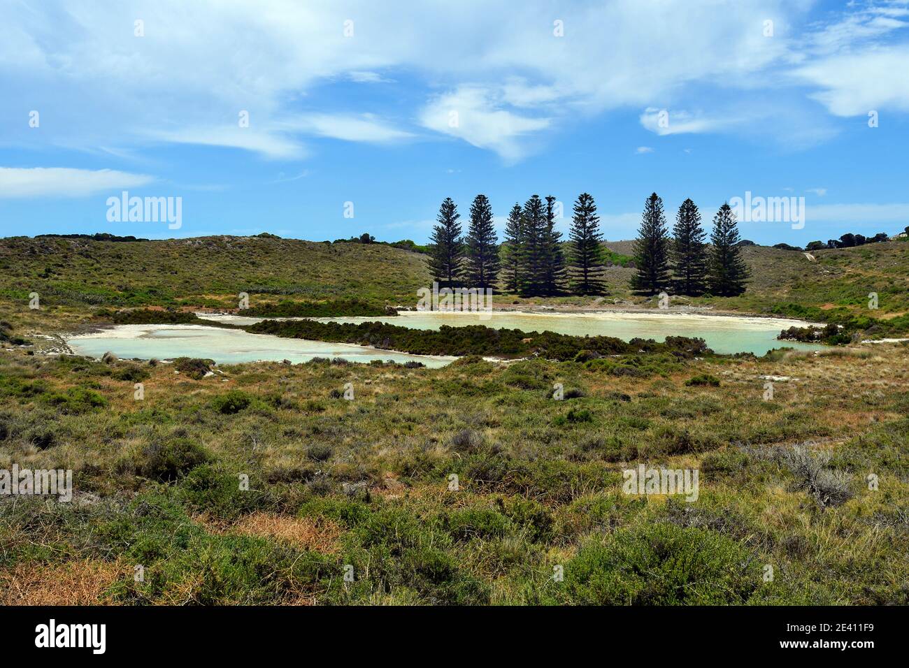 Australia, Salmon swamp and araucaria trees on Rottnest Island Stock ...