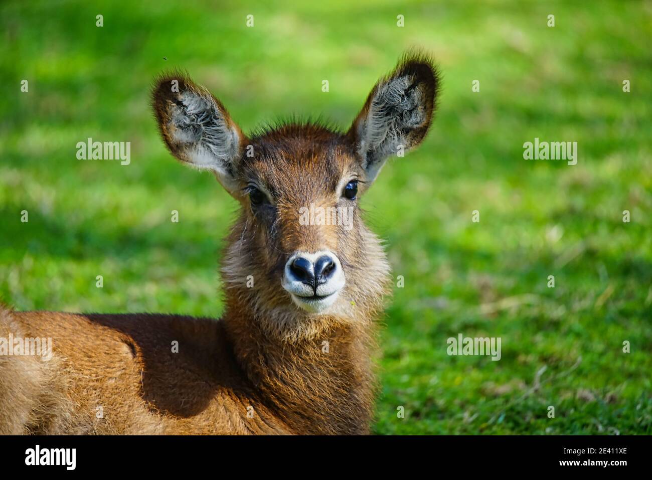 A waterbuck stood on the green grass. A close-up of the head. Large ...