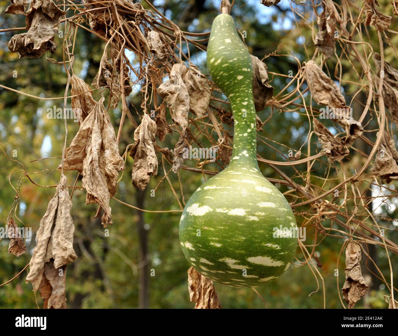 Bottle gourd lagenaria siceraria hi-res stock photography and images ...