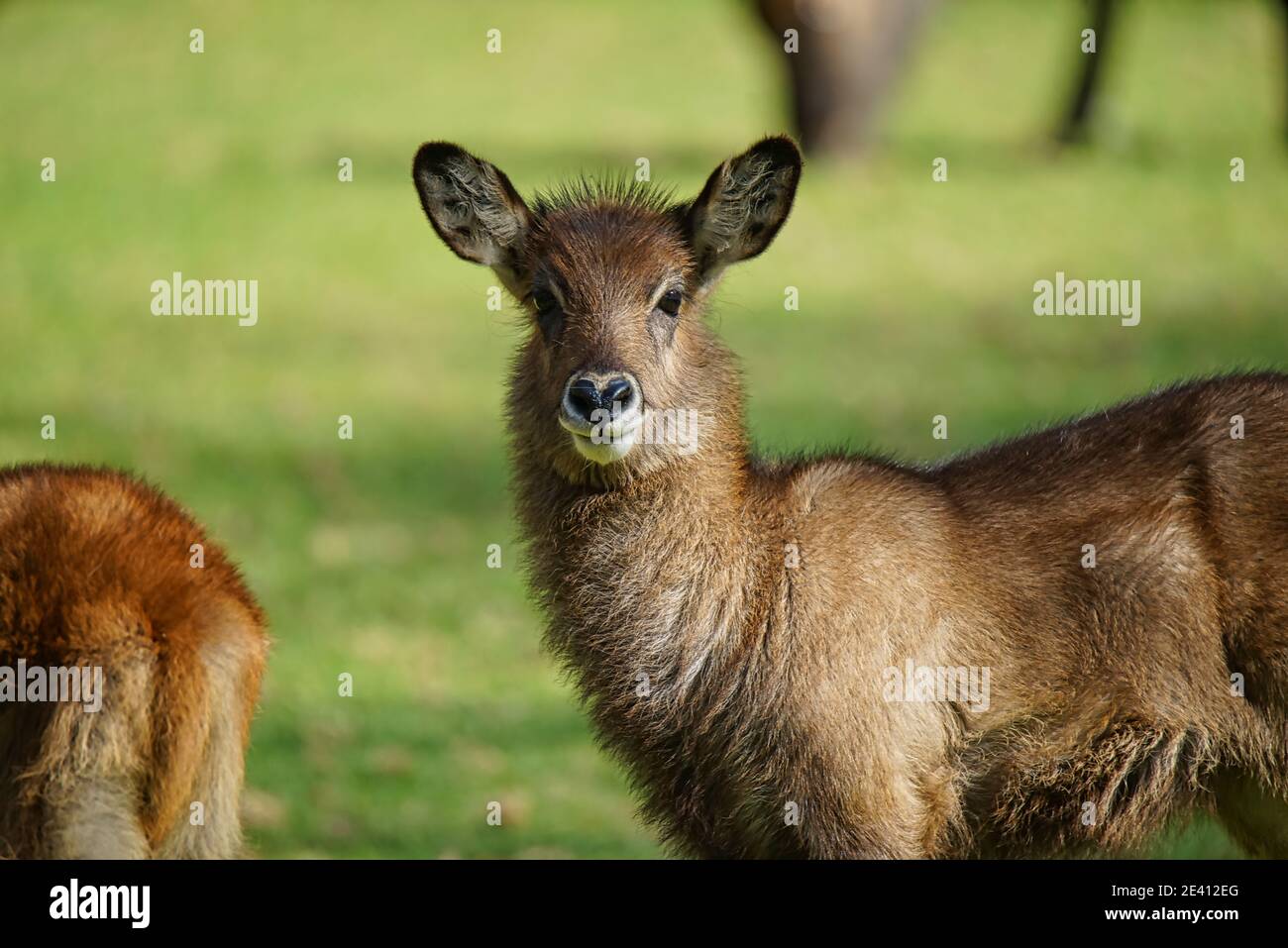 Male waterbuck grazing maasai mara hi-res stock photography and images ...