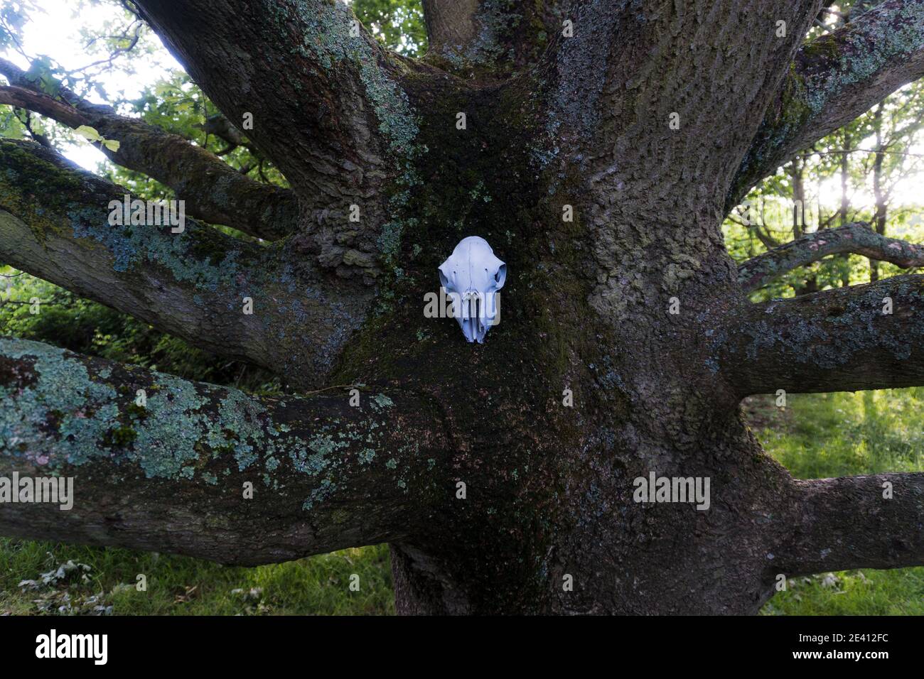 Skull tree sheep hi-res stock photography and images - Alamy