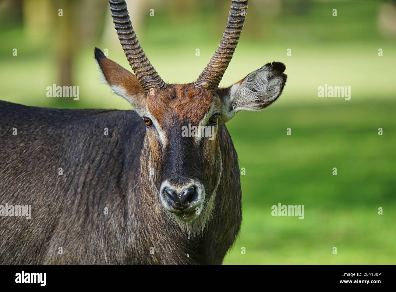 The waterbuck stood on the green grass. It has a pair of corners on its ...