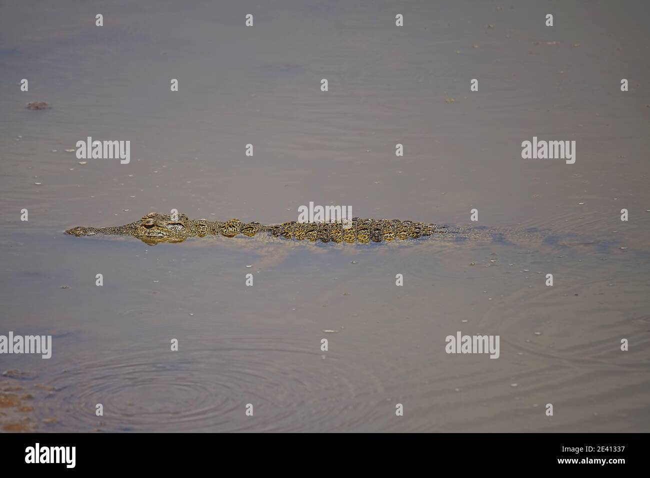 An African crocodile hides in the water of a pond. Large numbers of ...