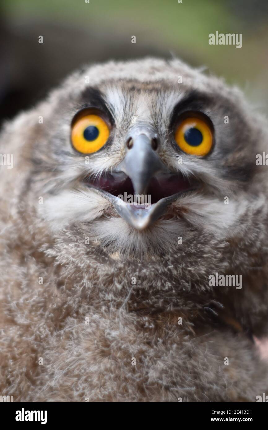 Animals Confused Owl Bird Owl Identification What Owl Was That?