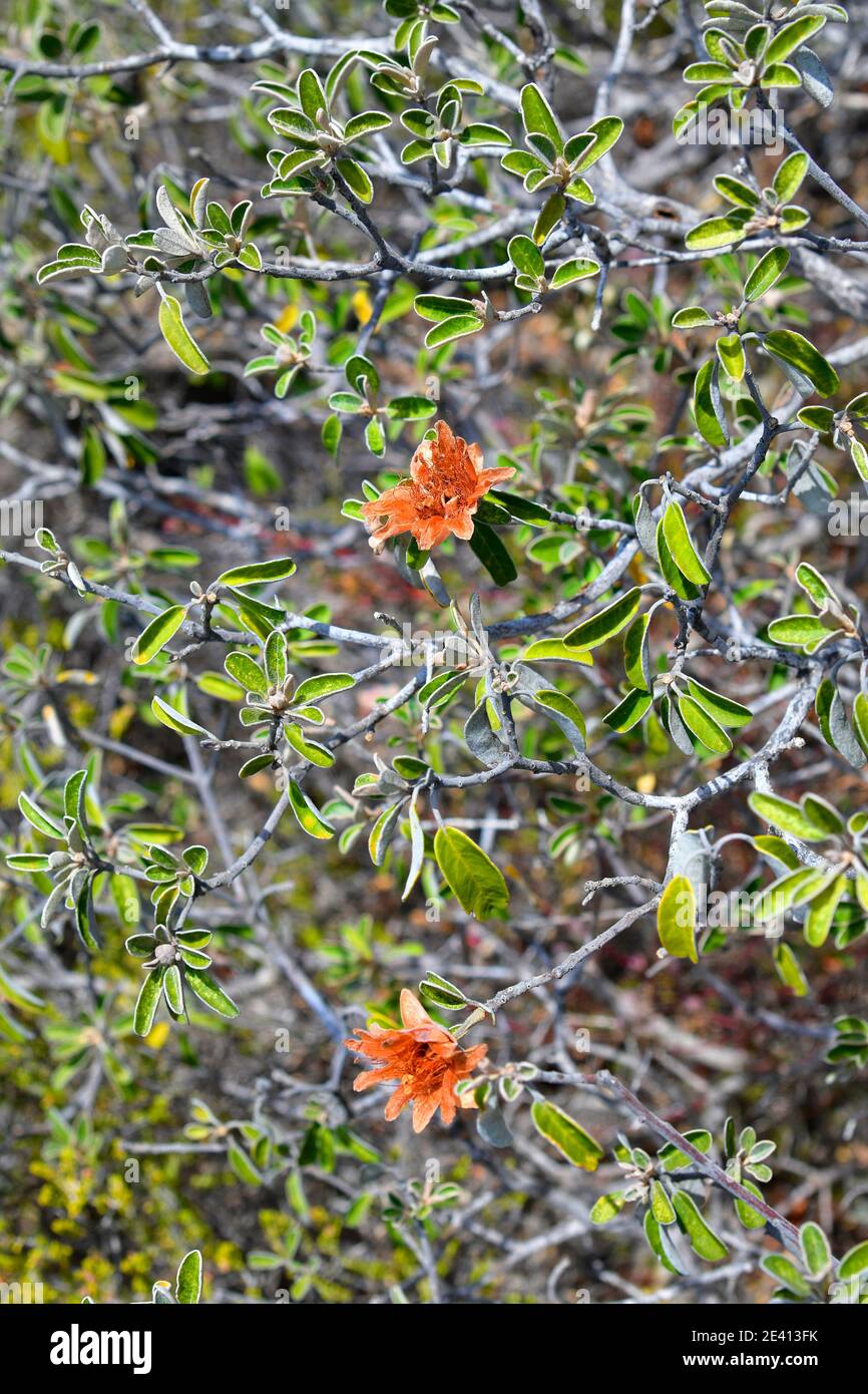 Diplolaena species hi-res stock photography and images - Alamy