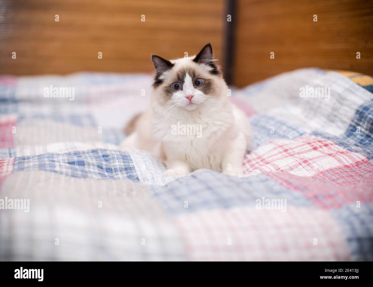 Beautiful young white purebred Ragdoll cat with blue eyes, at home ...