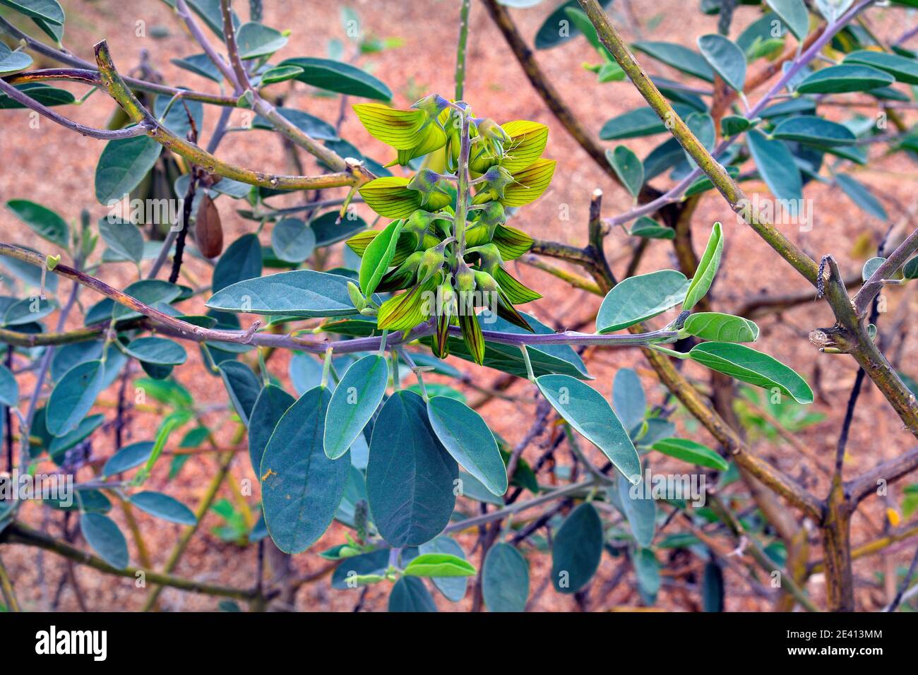 Australia, green birdflower aka regal birdflower Stock Photo - Alamy