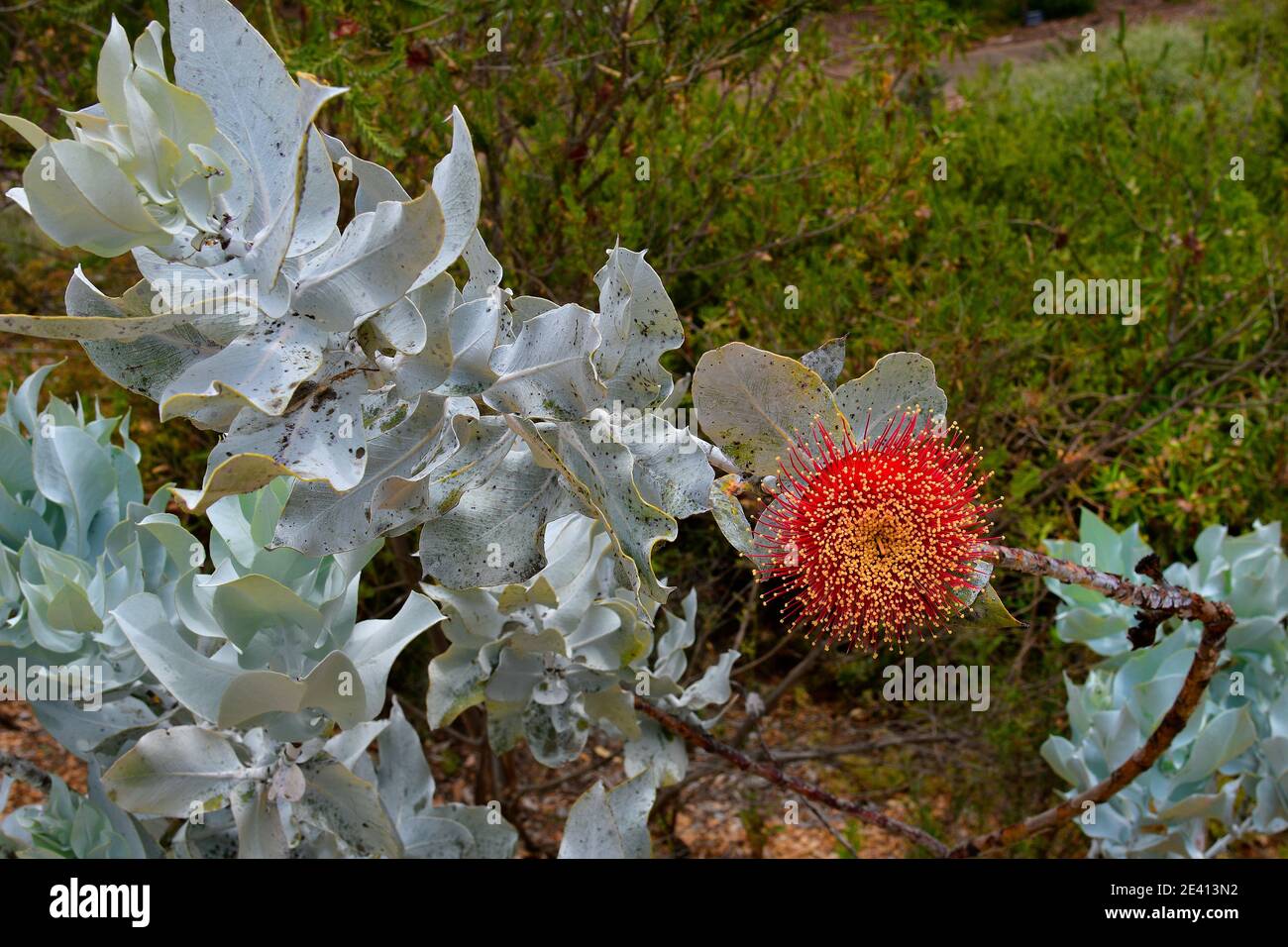 Australia, flowering Eucalyptus Macrocarpa Stock Photo - Alamy