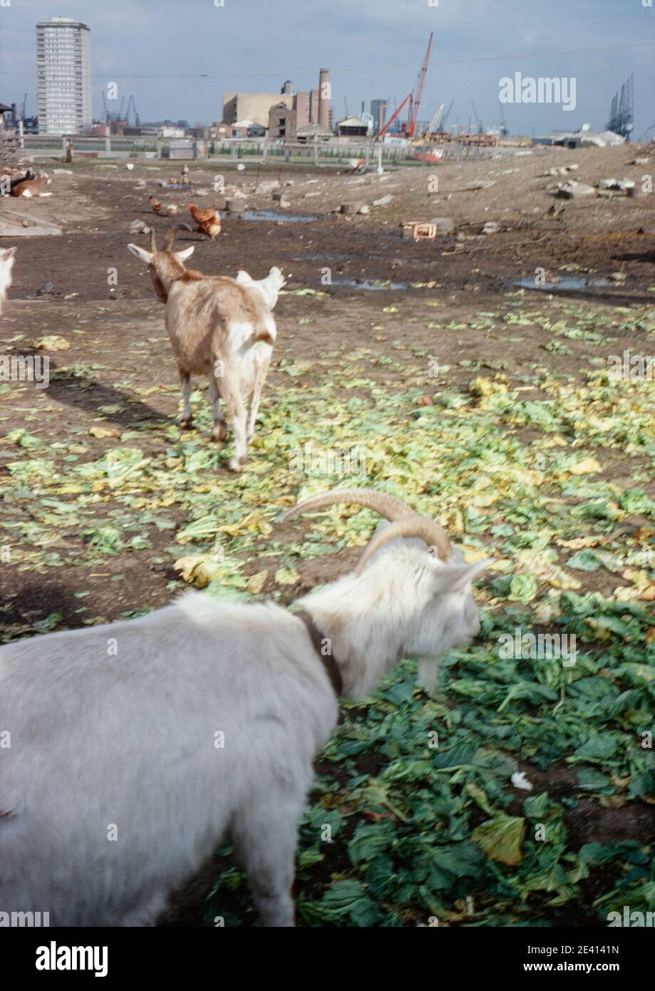 View of goats with docks and high rise building in distance, london ...