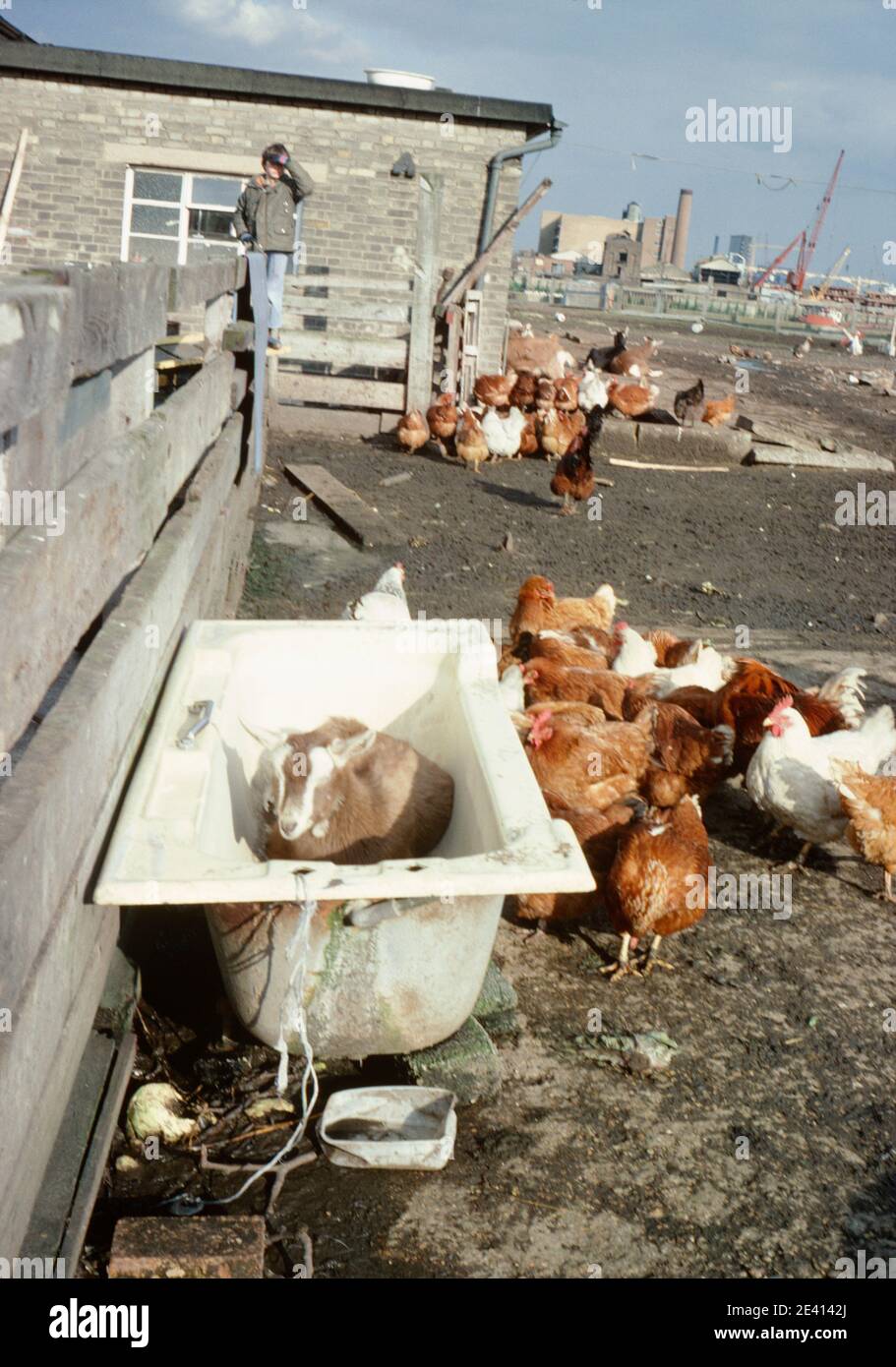 Old bath with a goat in it, hens and other goats. View of docks in ...