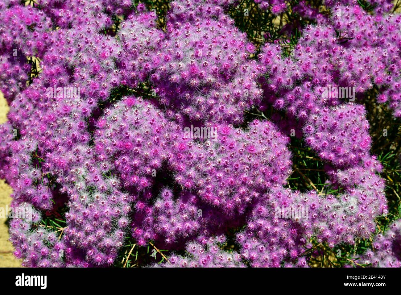 Australien featherflower hi-res stock photography and images - Alamy