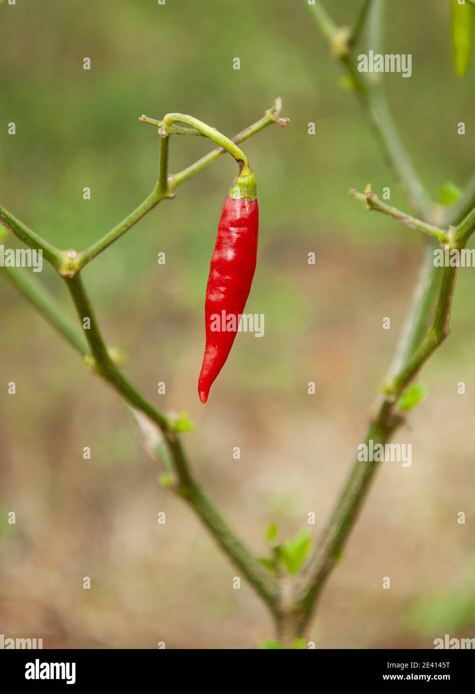 Vertical shot of a single red chili pepper on a br Stock Photo - Alamy