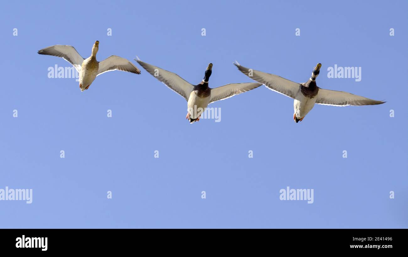 Low angle shot of flying geese in a blue sky Stock Photo - Alamy