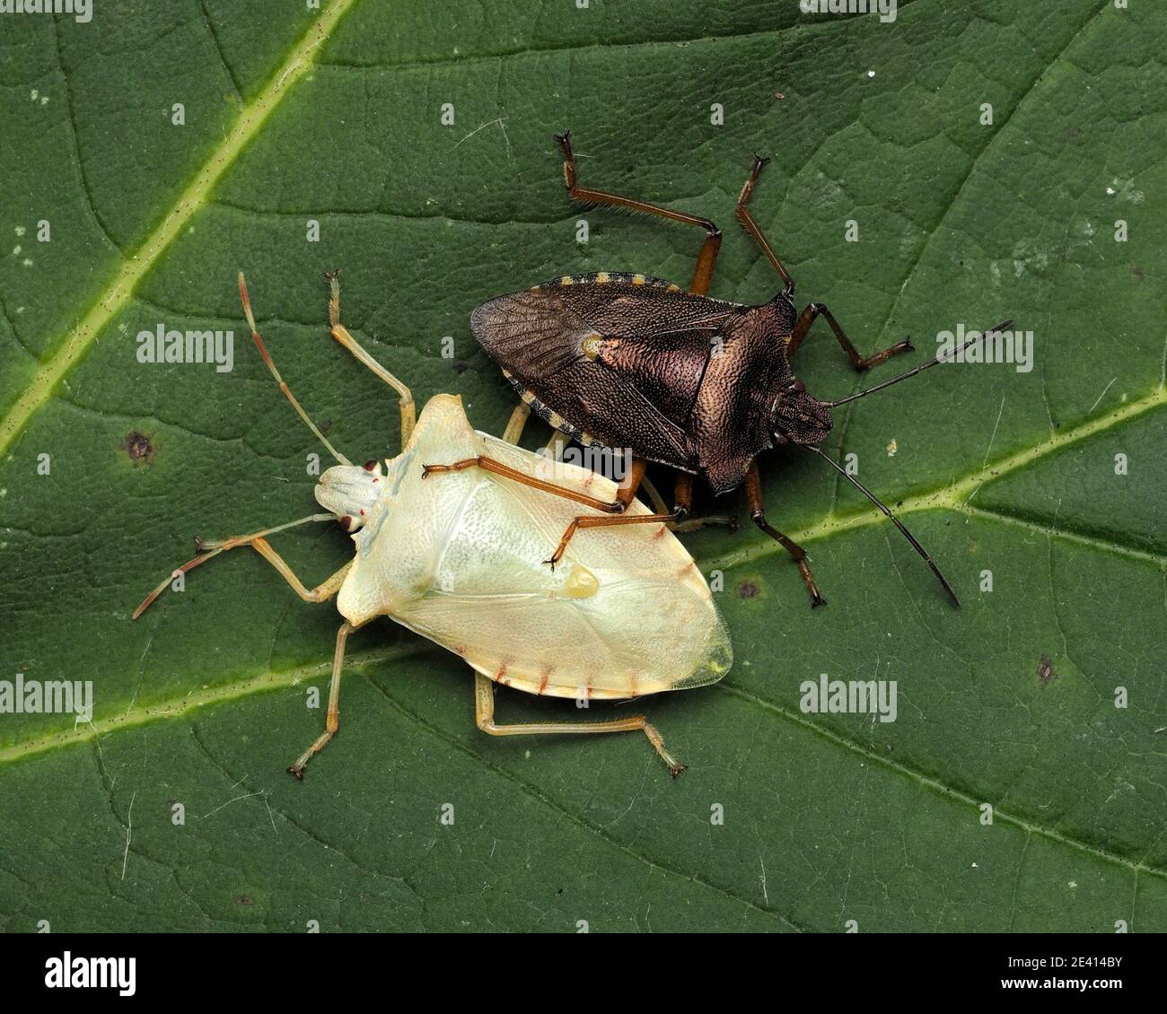 A teneral Forest Shieldbug (Pentatoma rufipes) and a fully coloured up ...