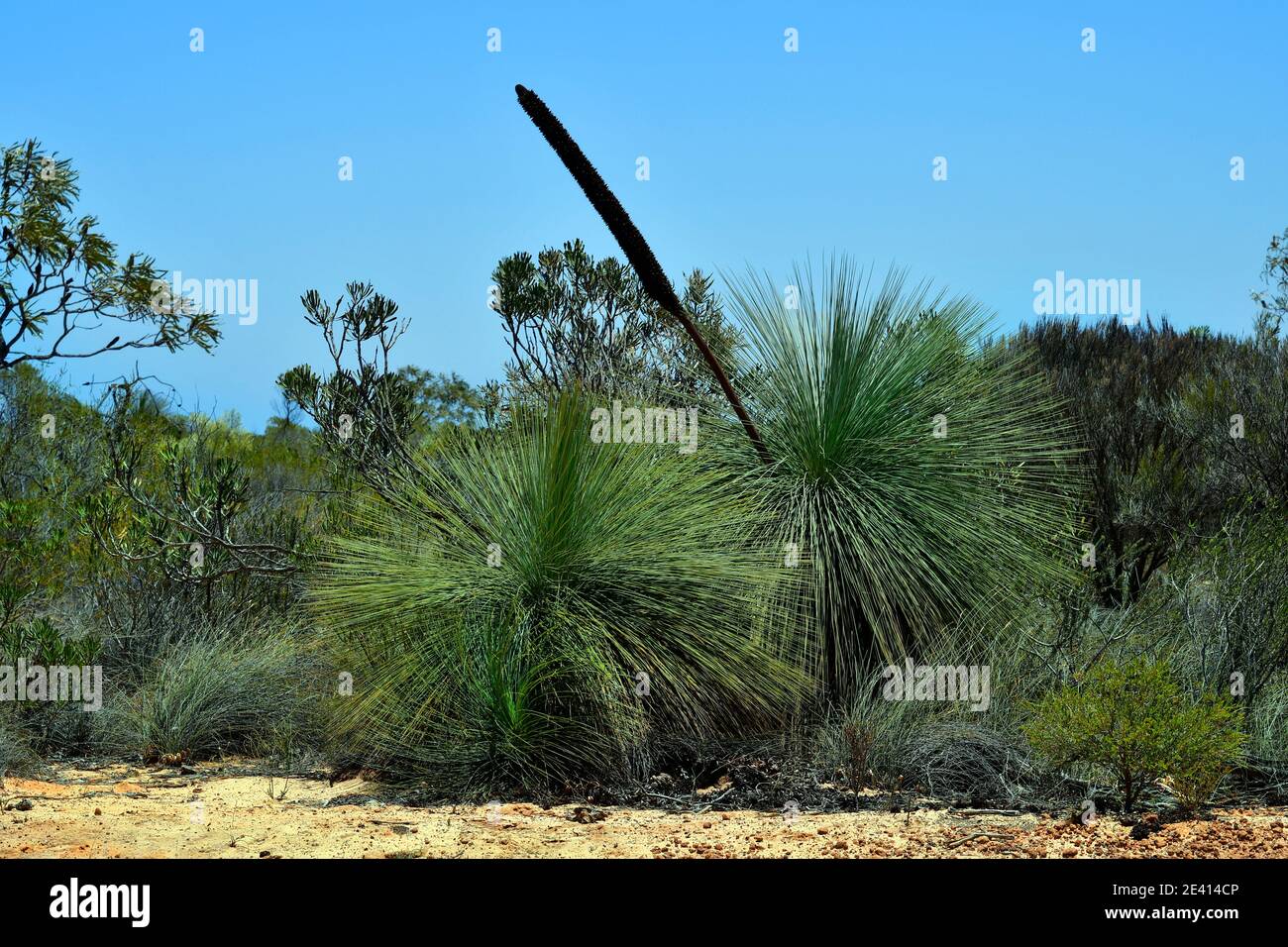 Australia, Grass Tree with stem, Australien, Grasbaum mit Blütenstamm ...