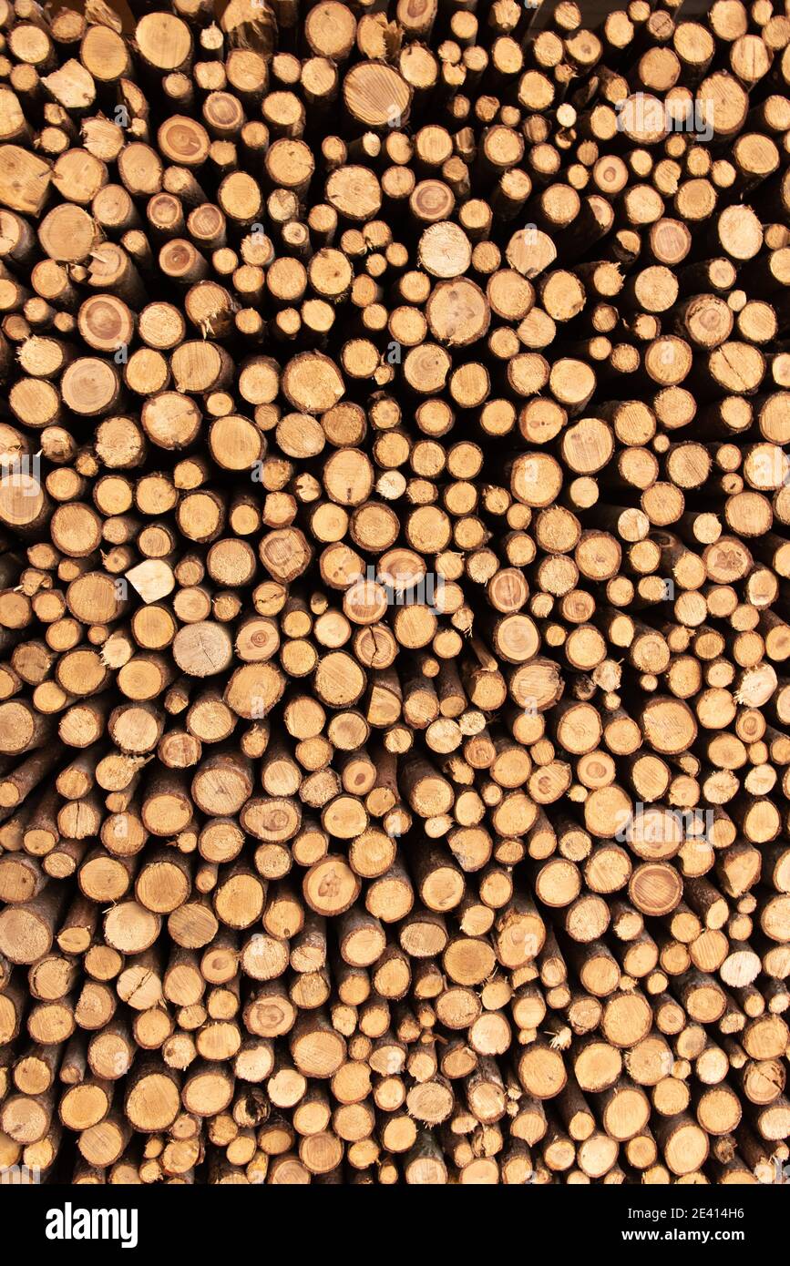Vertical shot cut lumber hi-res stock photography and images - Alamy