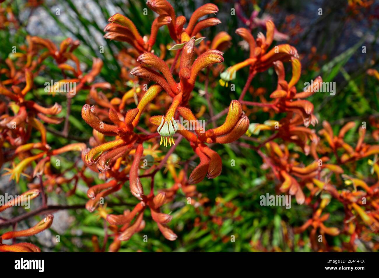 Australia kangaroo paw flower hi-res stock photography and images - Alamy