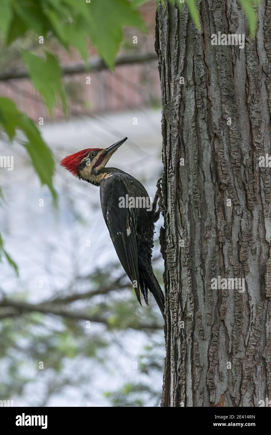 Pileated woodpecker on side hi-res stock photography and images - Alamy