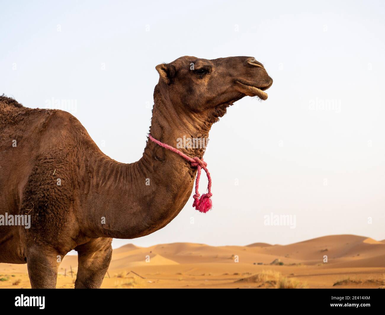 Close-up profile shot of a lone camel with a rope around its neck in ...