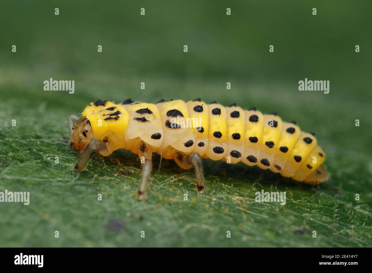 Orange Ladybird larva (Halyzia sedecimguttata) at rest on birch leaf ...