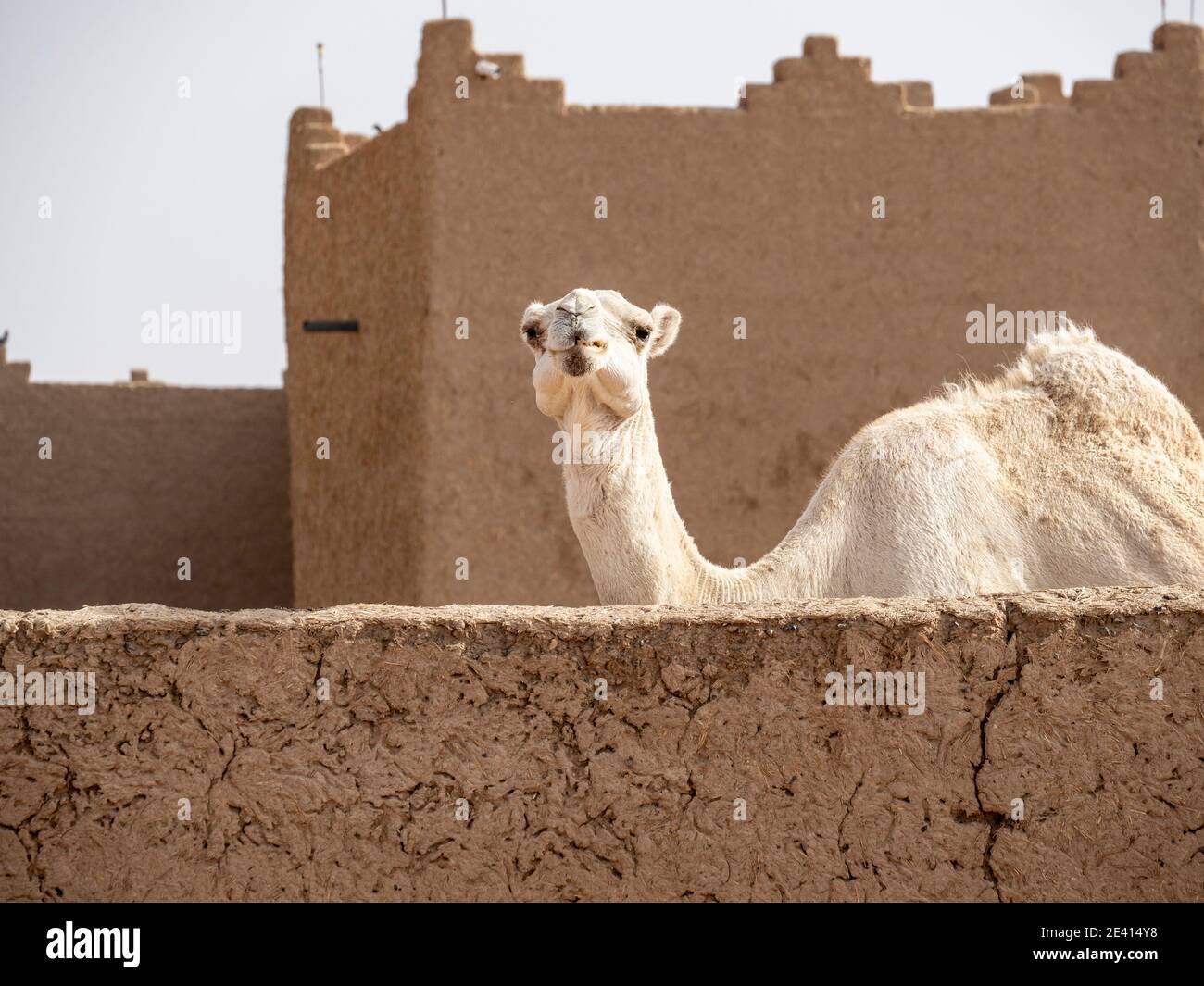 White dromedary camel inside a typical Moroccan Sahara desert ...