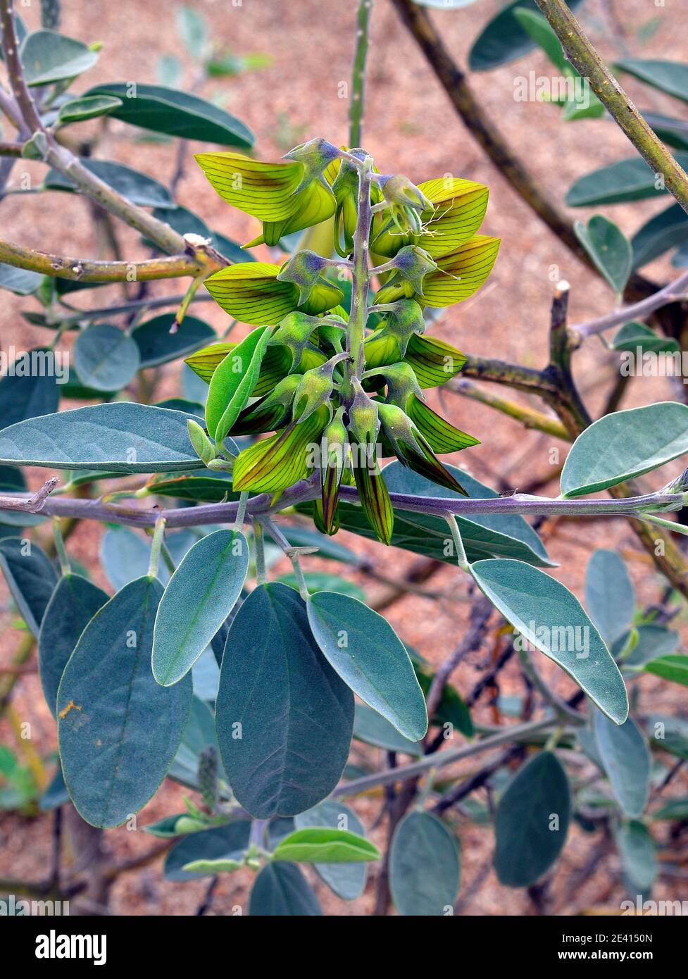 Australia, green birdflower aka regal birdflower Stock Photo - Alamy
