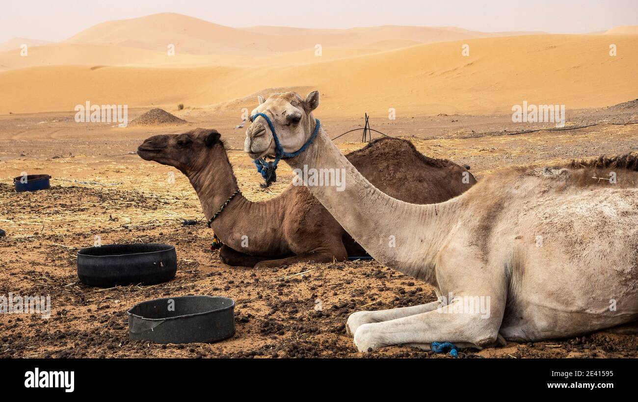 Dromedary camels hi-res stock photography and images - Alamy