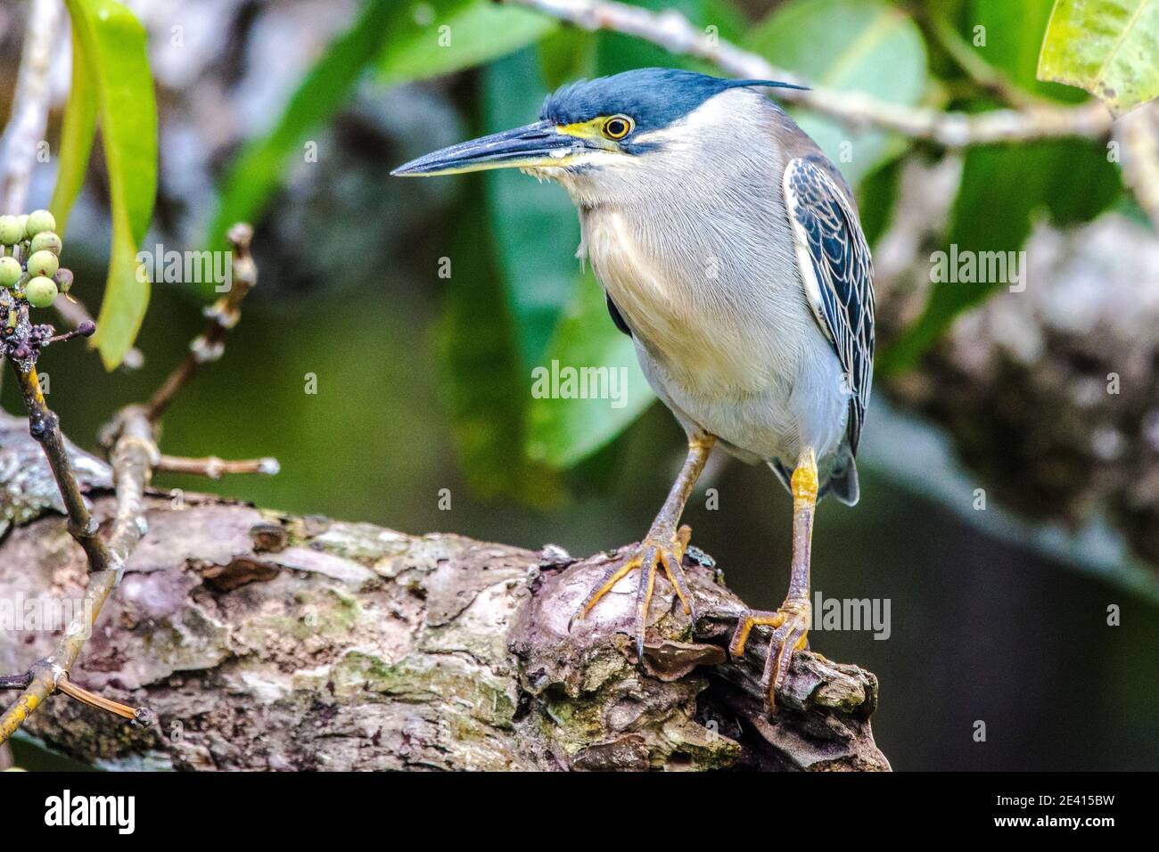 Mangrove Heron (Butorides striata, Butorides striatus), Mauritius ...
