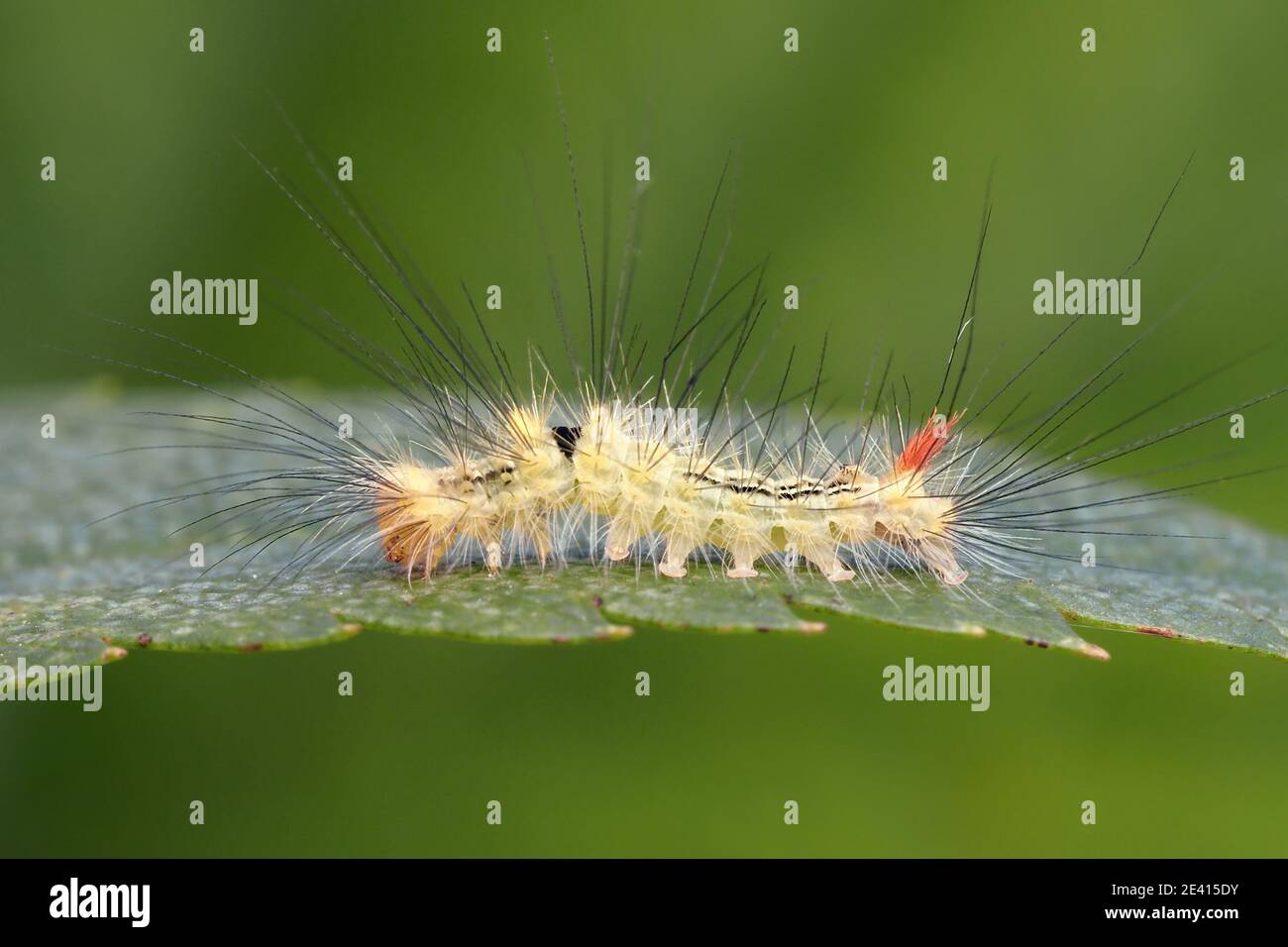 Young Pale Tussock moth caterpillar (Calliteara pudibunda) on rowan ...