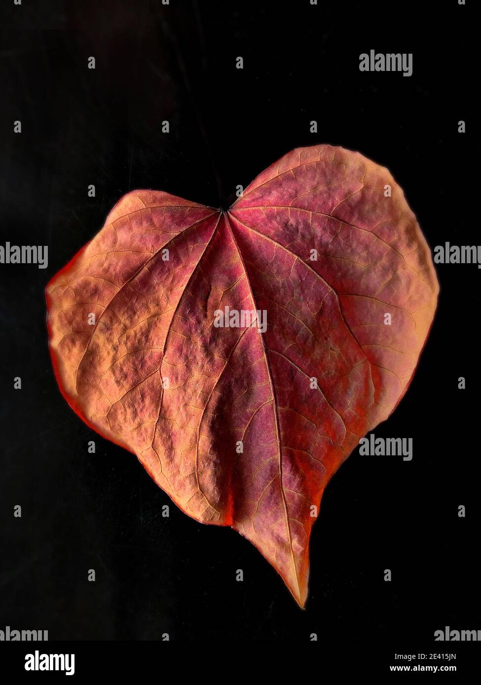 Red leaf shape hi-res stock photography and images - Alamy