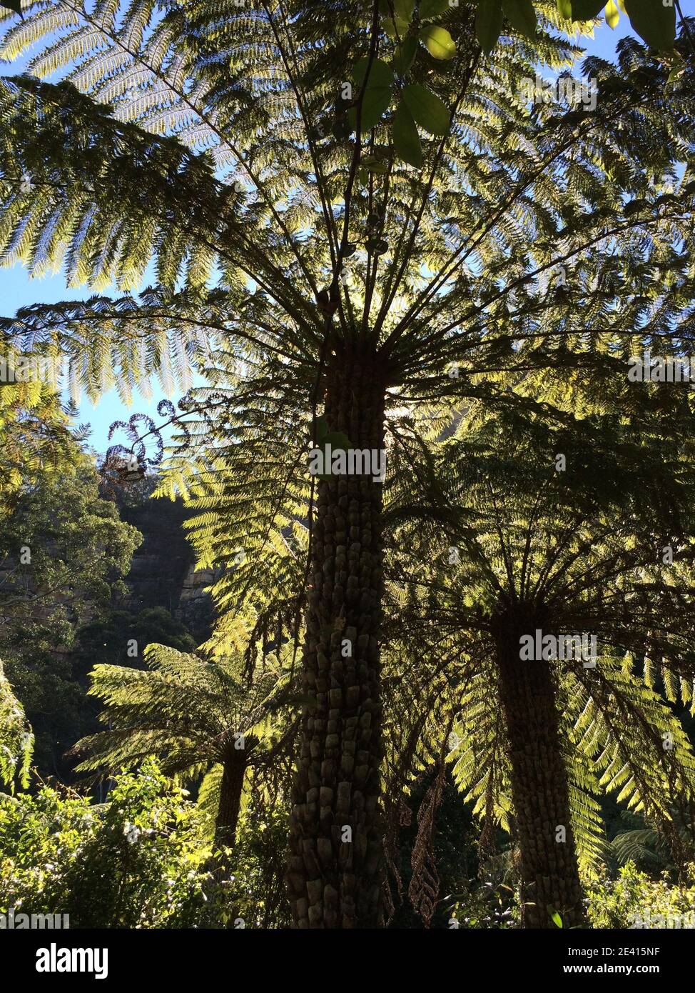 Tree ferns in the blue mountains Australi Stock Photo - Alamy
