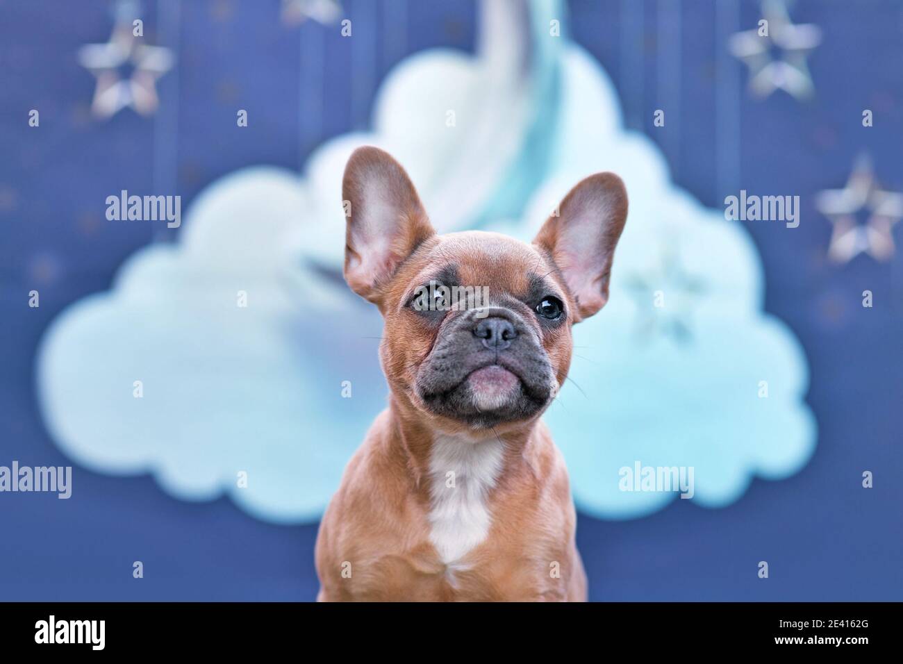 Cute red fawn French Bulldog dog puppy in front of studio sky ...
