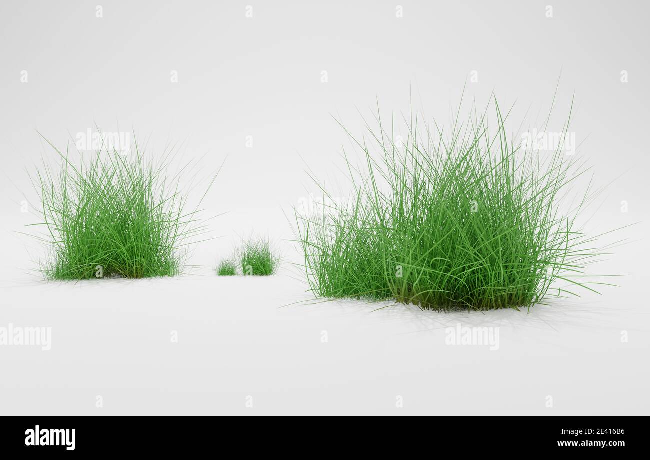 Grass isolated on white background. 3d rendering illustration Stock ...