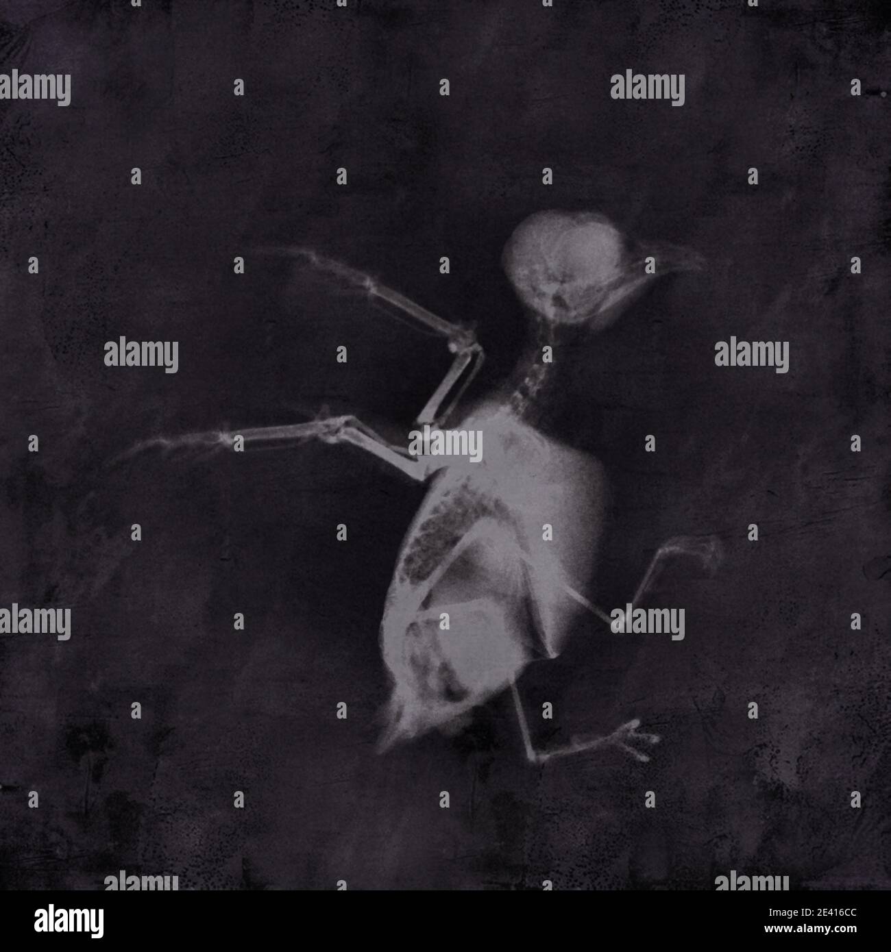 X-ray of a bird Stock Photo - Alamy