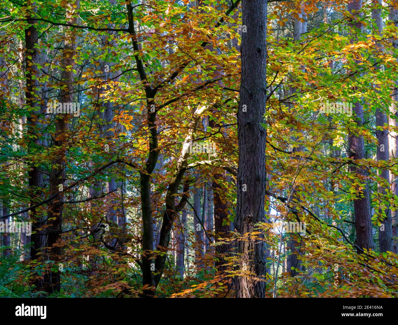 Sunlit Leaves High Resolution Stock Photography and Images - Alamy