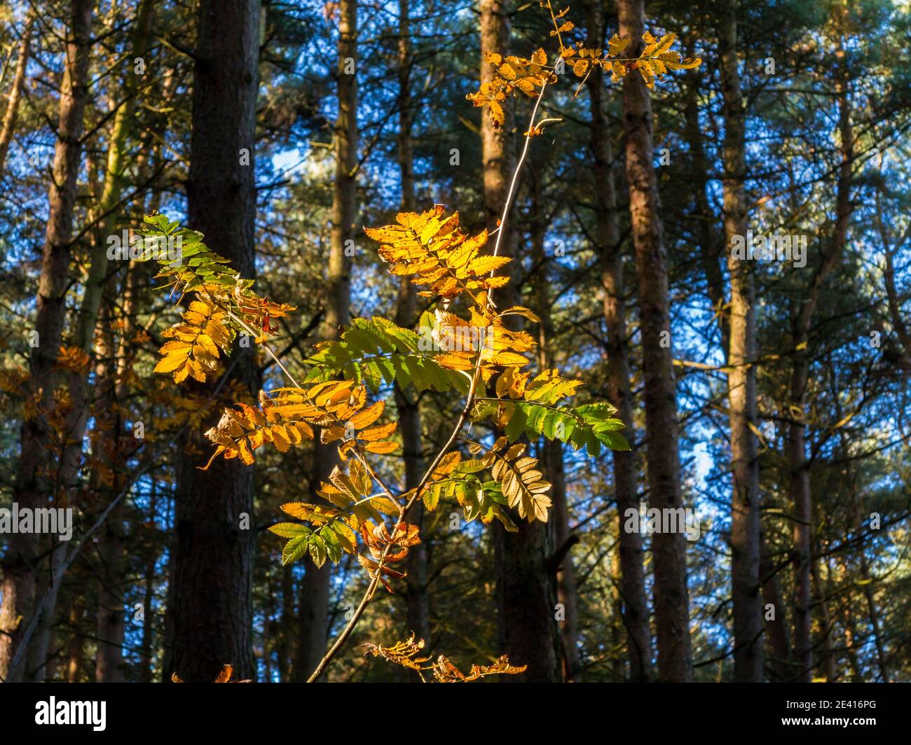 Sunlit leaves hi-res stock photography and images - Alamy
