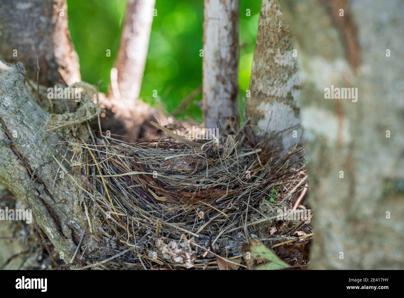 Closeup view bird nest hi-res stock photography and images - Alamy