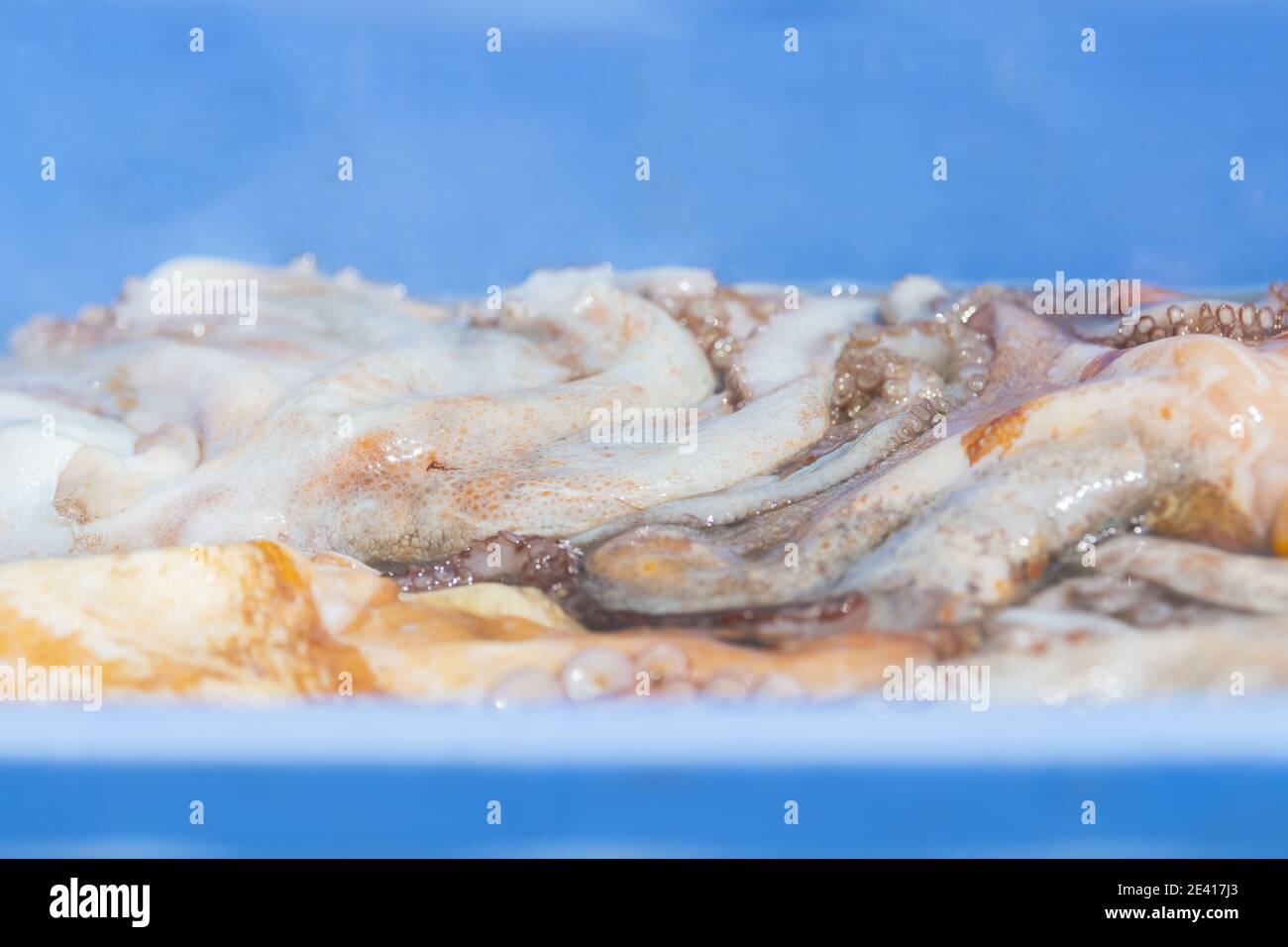 Octopuses at a fish market hi-res stock photography and images - Alamy