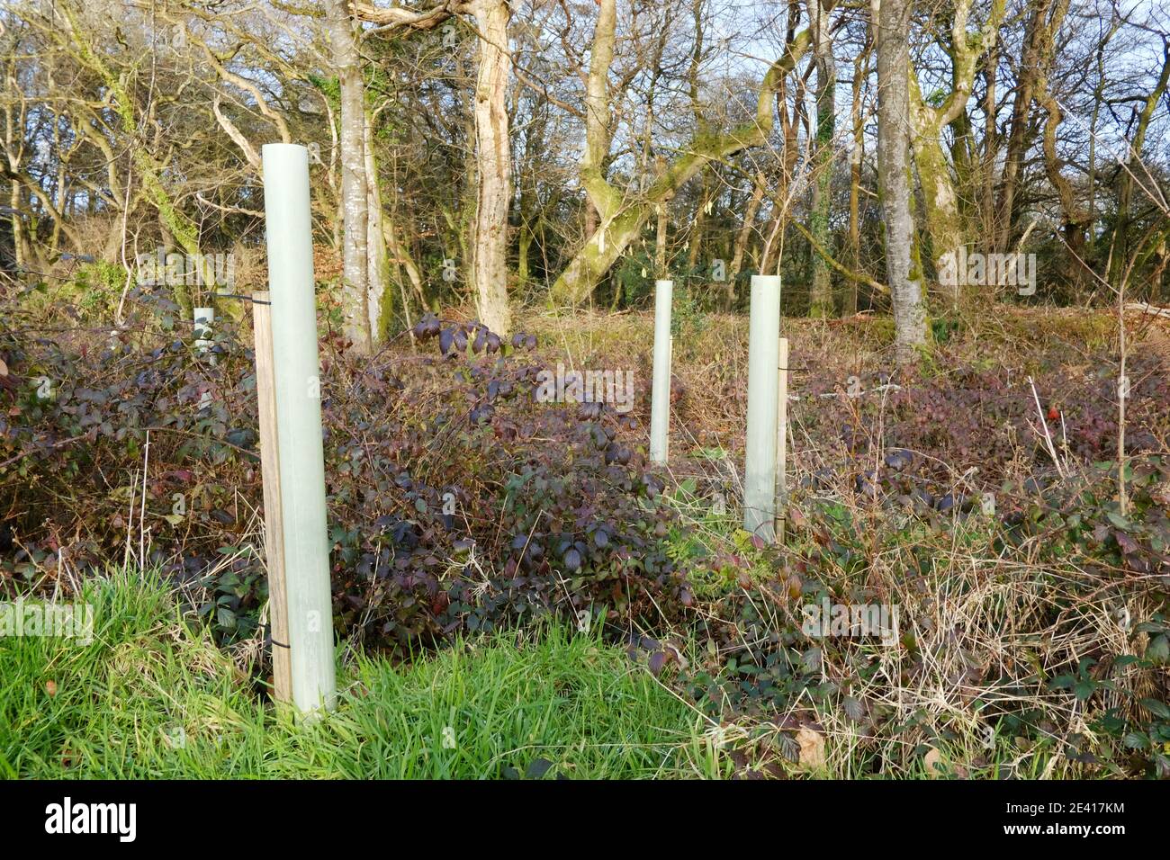 Newly planted saplings in hi-res stock photography and images - Alamy