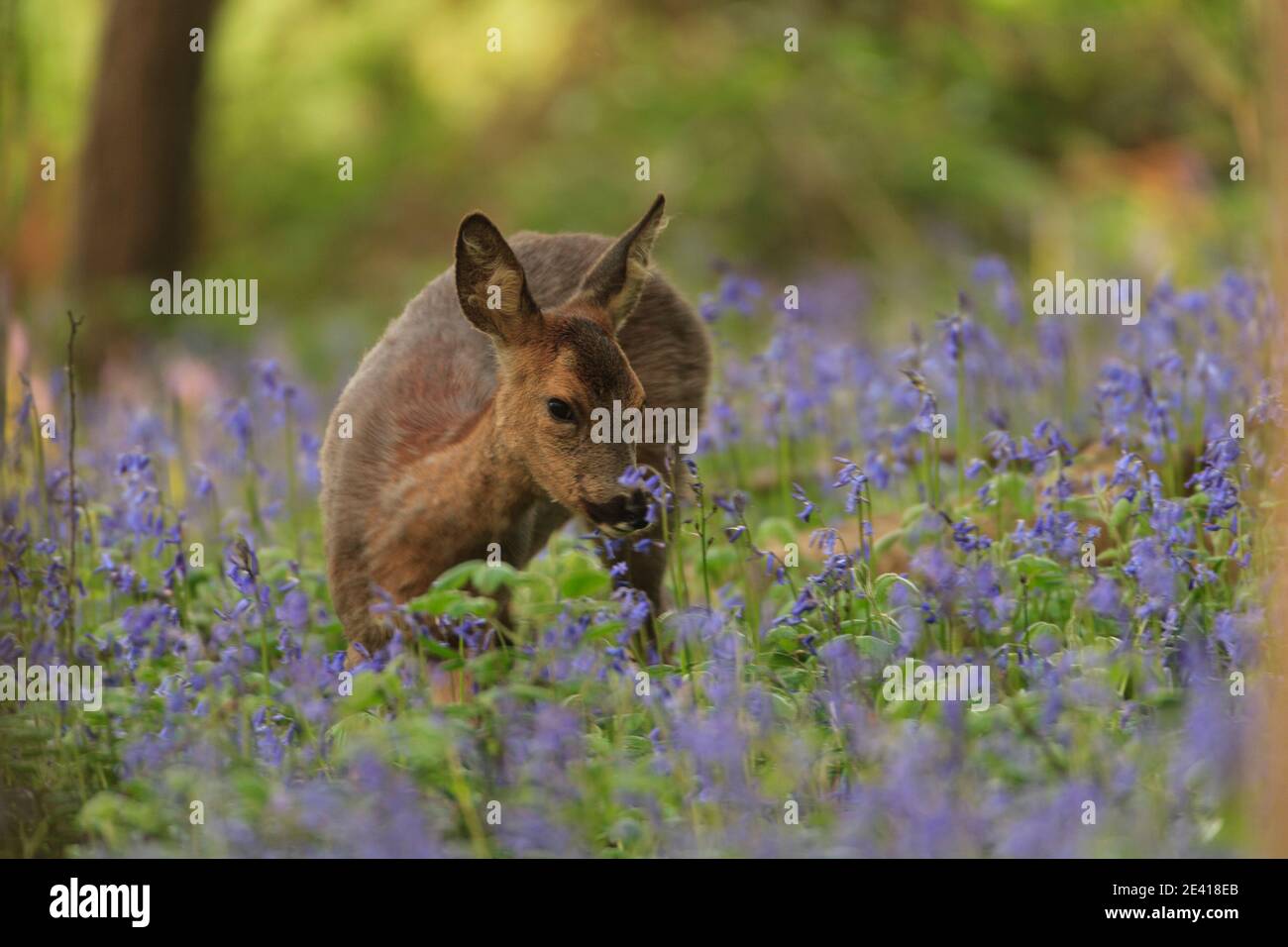 Roe Deer in their natural habitat Stock Photo - Alamy