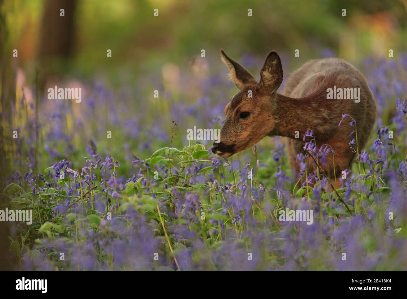 Roe Deer in their natural habitat Stock Photo - Alamy