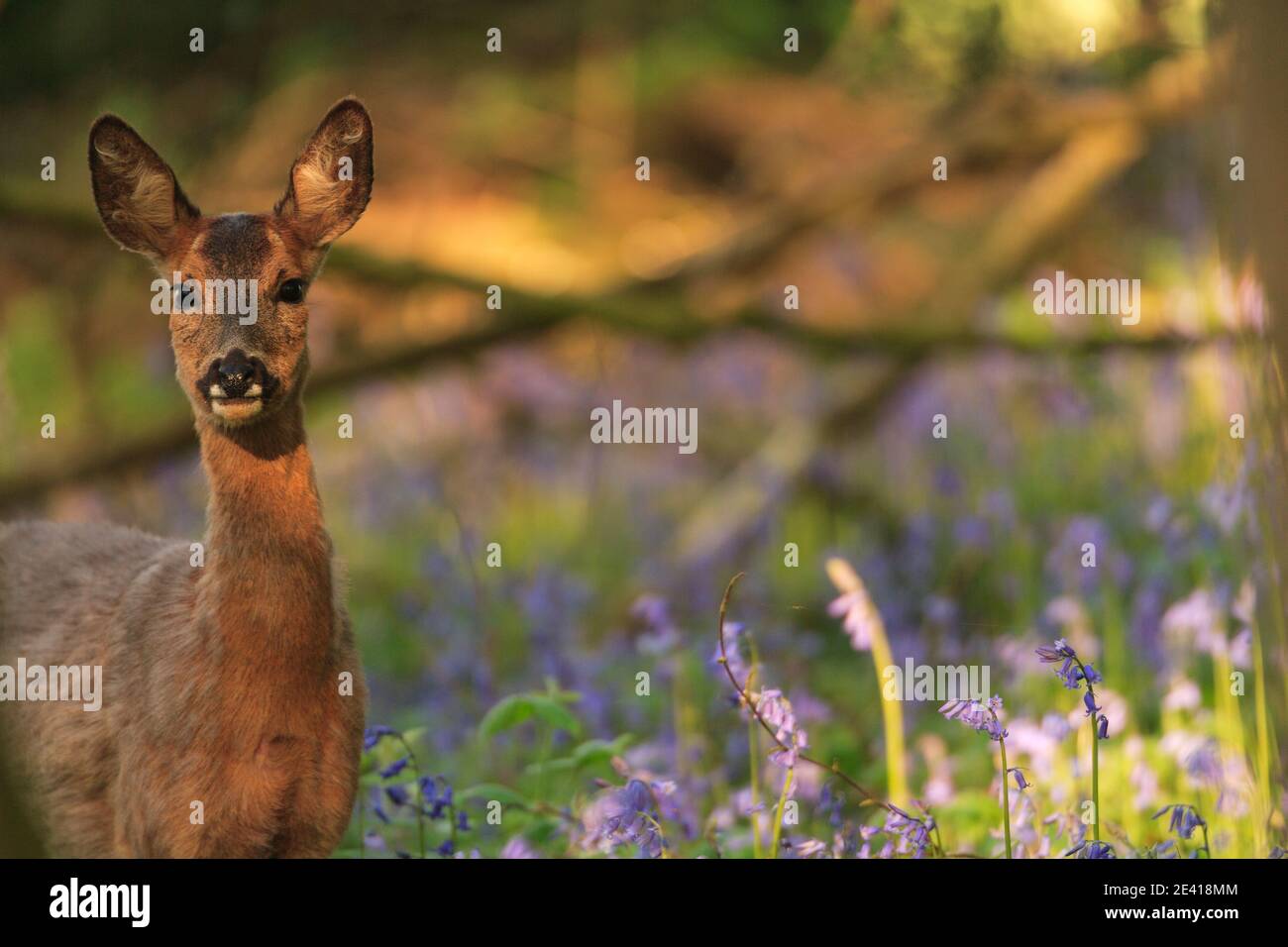 Roe deer woodland spring doe hi-res stock photography and images - Alamy