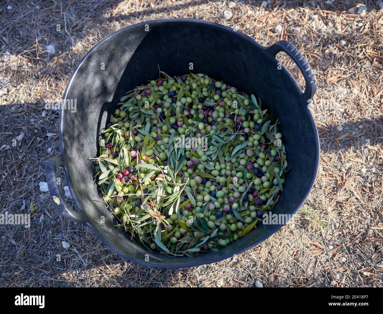 High angle shot of olives in a bucket at the harvest of olive ...
