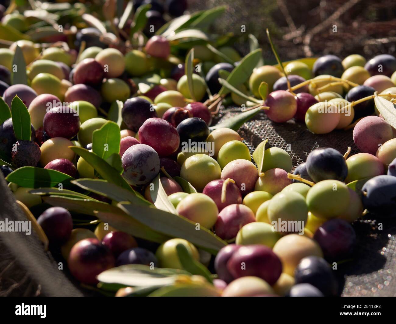 Closeup shot of green olives at the harvest of olive tree plantations ...